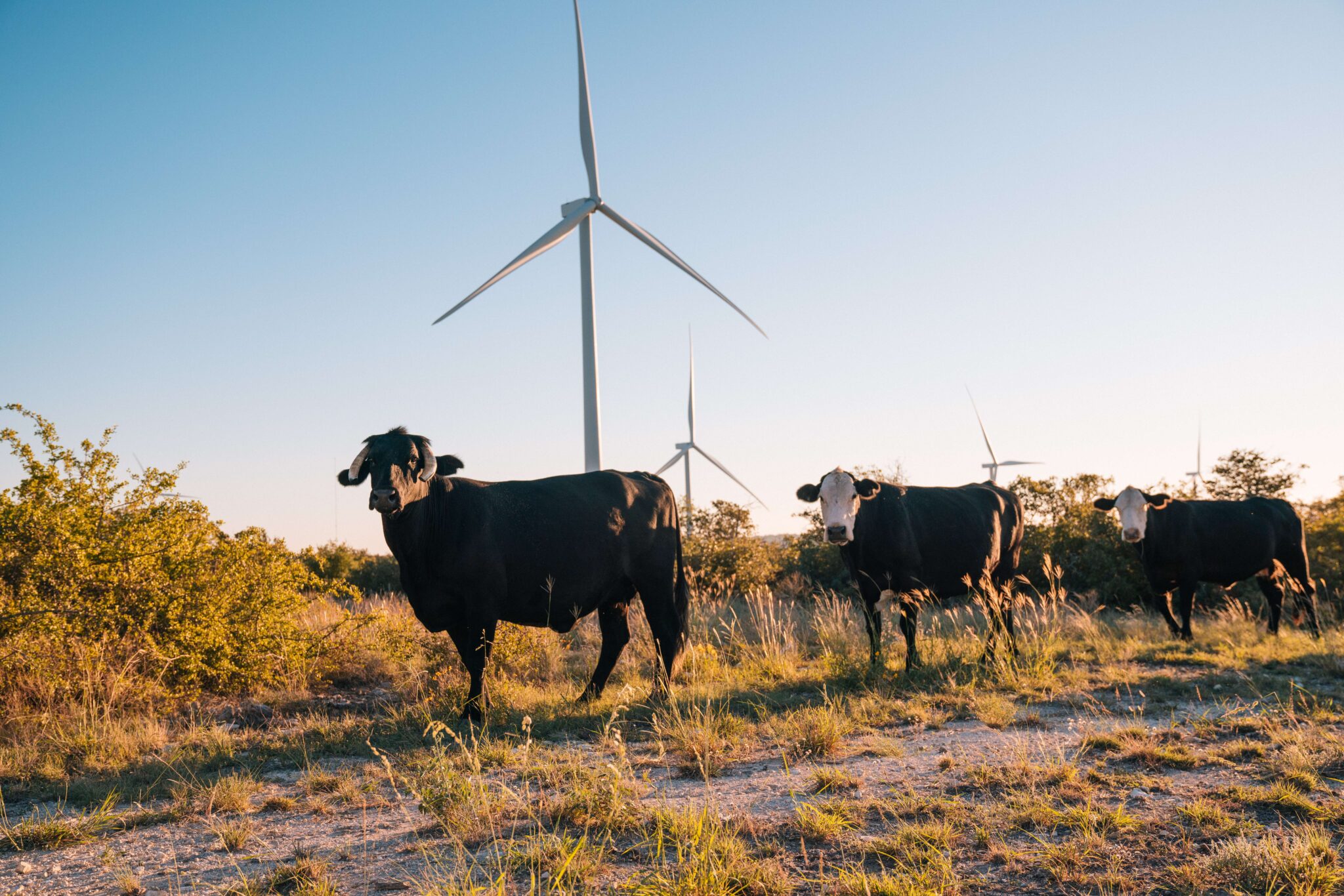 Heart of Texas Wind Farm - Scout Clean Energy