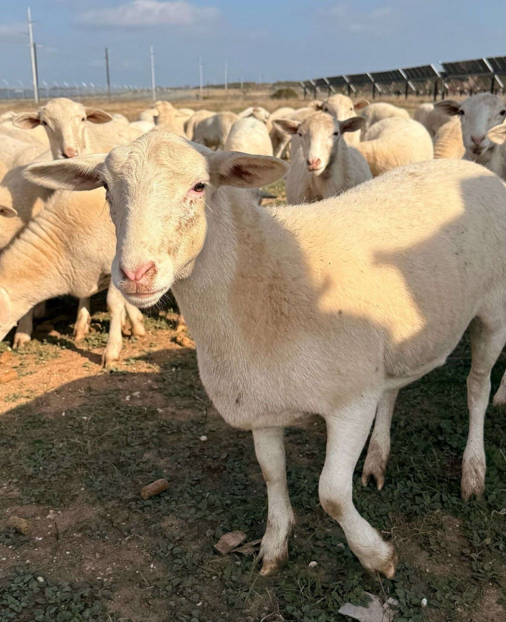 Markum Solar Farm - Scout Clean Energy